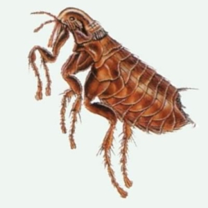 Lopper - Vi ser på loppeangreb og loppemidler