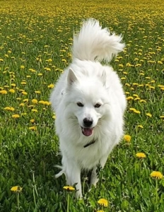 Overvejer I en Samojed? Læs om livet med en samojedhund her